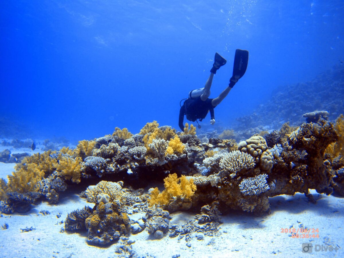 Endangered coral reefs connect countries in Mideast and Africa - The ...